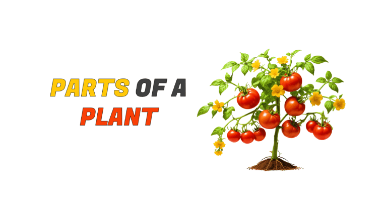 151.PARTS of A Plant Animated PowerPoint Presentation – PowerUP with ...